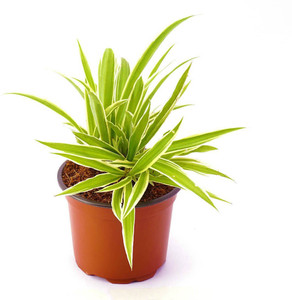 GREENZ Money Plant Price in India - Buy GREENZ Money Plant online at ...