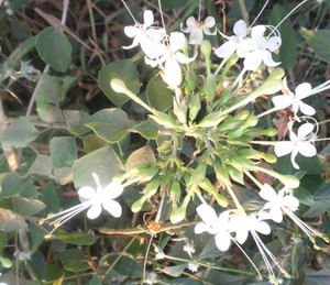 Plantzoin Sage Glory Bower Plant Price in India - Buy Plantzoin Sage ...