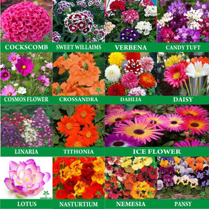 Greenery Hub Flower Combo Seeds 15 Varieties Seed Price in India - Buy ...
