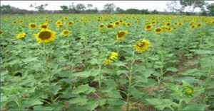 Sjeme Ramson Sunflower Seed Seed Price in India - Buy Sjeme Ramson ...
