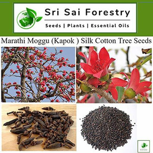SRI SAI FORESTRY Bombax Ceiba Red Silk Cotton Marathi Moggu (Indian ...