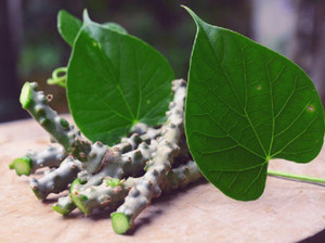 Natural Giloy Giloy, Gilohi, Guduchi Seed Price in India - Buy Natural ...