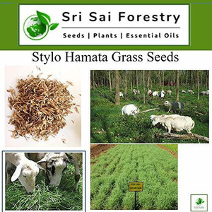 SRI SAI FORESTRY Stylo Hamata Grass Seed Seed Price in India - Buy SRI ...