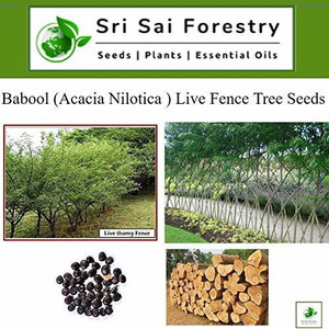 SRI SAI FORESTRY Acacia Nilotic (Babul, Babool ) Live Fencing Tree Seed ...