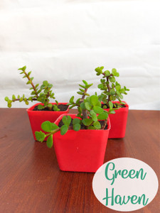 GREEN HAVEN Jade Plant Price in India - Buy GREEN HAVEN Jade Plant ...