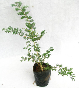 GREENZ Money Plant Price in India - Buy GREENZ Money Plant online at ...