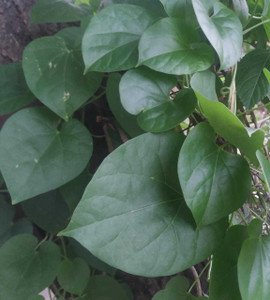 Bhoomidhari Neem Giloy, Giloy stem, gulwel, Tinospora Cardiafolia ...