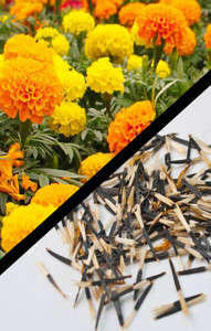 PBTA GENDA Seed Price in India - Buy PBTA GENDA Seed online at Flipkart.com