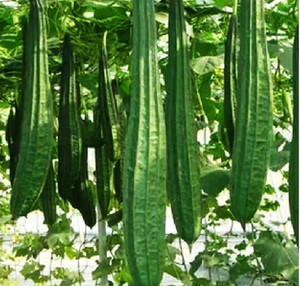 YOUNG STAR (IND*58)Sponge Gourd SEEDS, TORI SEEDS, VEGETABLES SEED ...