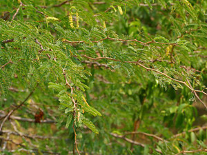 PLANTZON Babool Plant Seed Price in India - Buy PLANTZON Babool Plant ...