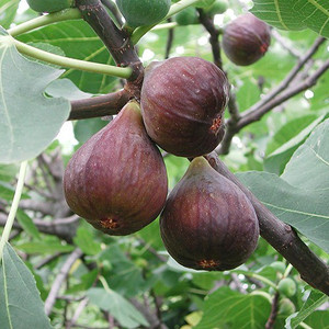 LushGreen Gular/Cluster Fig Plant Price in India - Buy LushGreen Gular ...
