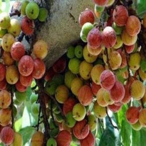 Trothic Gular/Cluster Fig Plant Price in India - Buy Trothic Gular ...