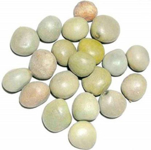 Epoojacart Gacha Kayalu (100 gms) Seed Price in India - Buy Epoojacart ...