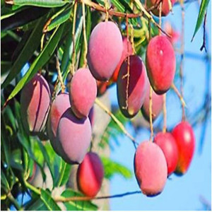 Mohomaya Mango Plant Price in India - Buy Mohomaya Mango Plant online ...