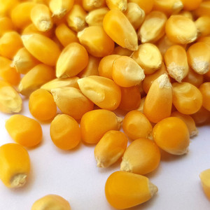 PRODUCER Premium Instant Popcorn Kernel Seeds, Vegan Friendly Grown in ...