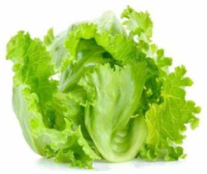 GROUNDOXY LETTUCE (SALAD PATTA) L22 SEED GOOD HYBRID SEED FOR YOUR HOME ...