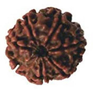 hoseki Natural 7 Mukhi Nepal Rudraksha 2.430gm with Lab Test ...