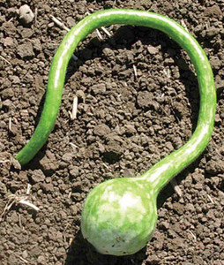 VibeX Extra Long Handle Dipper Gourd Seed Price in India - Buy VibeX ...
