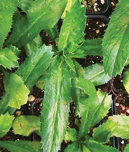 VibeX Mexican Culantro, Common Coriander Seed Price in India - Buy ...