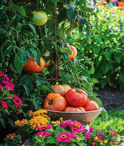 VibeX Tomato, Shimmer Hybrid Seed Price in India - Buy VibeX Tomato ...