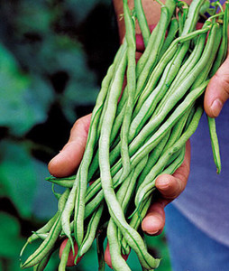 VibeX Bea Seed Price in India - Buy VibeX Bea Seed online at Flipkart.com