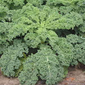 Biosnyg Kale Green Edible - Vegetable Seeds-[200 Seeds] Seed Price in ...