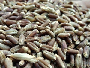 WILLVINE ™BLACK EAGLE SPRING WHEAT Seed Price in India - Buy WILLVINE ...