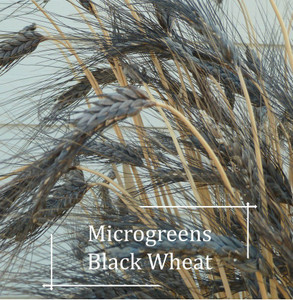 WILLVINE Rare Wild Black Wheat/Kala Gehun/Pahadi Gehun Seeds Seed Price ...
