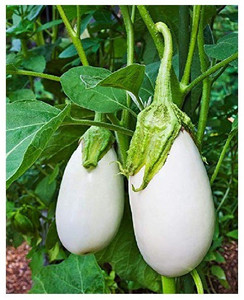 gorgeous moment brinjal Seed Price in India - Buy gorgeous moment ...