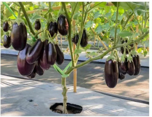 gorgeous moment brinjal Seed Price in India - Buy gorgeous moment ...