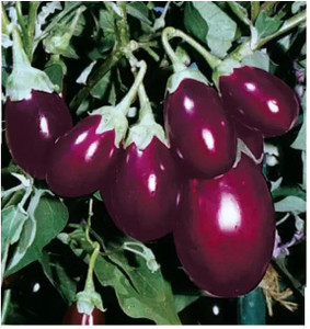 gorgeous moment brinjal Seed Price in India - Buy gorgeous moment ...