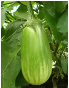 gorgeous moment brinjal Seed Price in India - Buy gorgeous moment ...