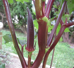 VibeX Red Okra, Ladies Finger, Bhindi Seed Price in India - Buy VibeX ...