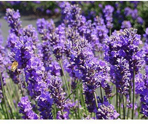 Biosnyg Lavender Micro Green Herb Seeds 10 Seeds Seed Price in India ...