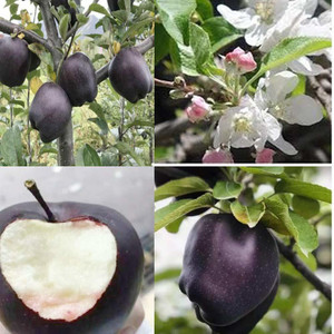 PB REBA PLANT Apple Plant Price in India - Buy PB REBA PLANT Apple ...