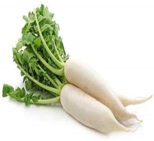 GROUNDOXY HYBRID R23 WHITE RADISH (MULI) SEED GOOD QUALITY HYBRID SEED ...