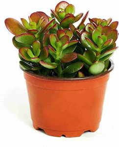 Unique garden Jade Plant Price in India - Buy Unique garden Jade Plant ...