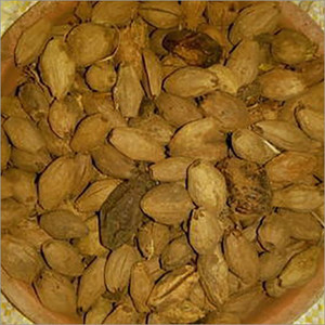 LYRS Malai Vembu Melia Dubia Seed Seed Price in India - Buy LYRS Malai ...