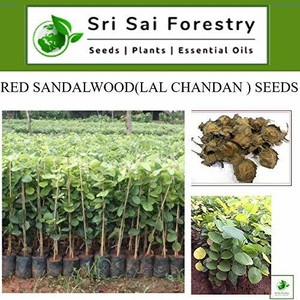 SRI SAI FORESTRY RED SANDAL WOOD TREE SEEDS, LAL CHANDAN SEEDS, RED ...