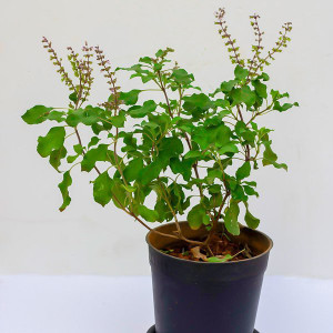 Cloud Farm Tulsi Plant Price in India - Buy Cloud Farm Tulsi Plant ...