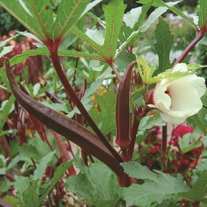 Paudha Okra Bhendi Red Seed Price in India - Buy Paudha Okra Bhendi Red ...