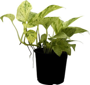 WG Wood Gibbs Money Plant Price in India - Buy WG Wood Gibbs Money ...