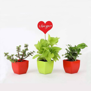 WB Wood Gibbs Money Plant Price in India - Buy WB Wood Gibbs Money ...