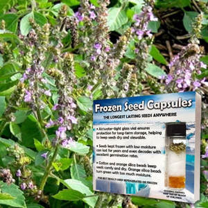 Biosnyg Krishna Tulsi Long-Term Seed Storage 5gm Seeds Seed Price in ...