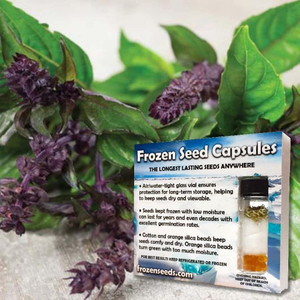 Biosnyg FROZEN SEED CAPSULES Licorice Basil Seeds (Ocimum basilicum ...