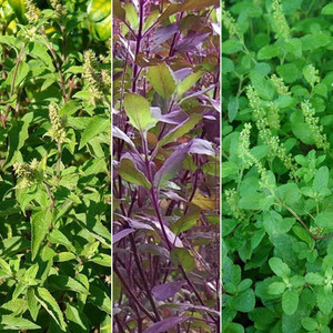 Biosnyg Tulsi Basil 3 Pack Vana,Rama,Krishna 5gm Seeds Seed Price in ...