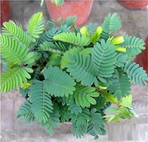 Biosnyg Chui MUI, Touch Me Not Lajwanti and Sensitive Plant Seeds 50 ...