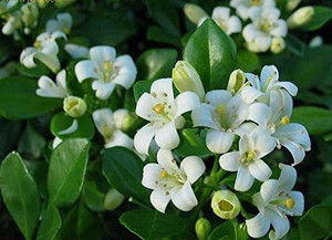 WILLVINE Mandarin Chinese Jasmine Seeds Seed Price in India - Buy ...