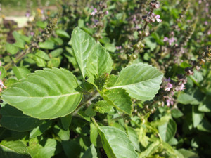 TRICONE Holy Basil Rama/Shyama Tulsi Fresh Organic Herb Seeds RR17 Seed ...