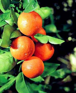 Sjeme Orange Seed Price in India - Buy Sjeme Orange Seed online at ...